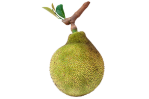 Jackfruit | Tropical Fruit Foodie | Specialized in Tropical Fruits